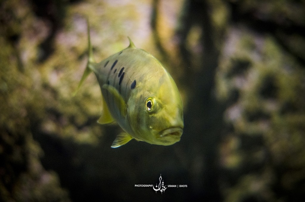 Three zones in one aquarium , Kuwait . : KUWAIT UPTO DATE