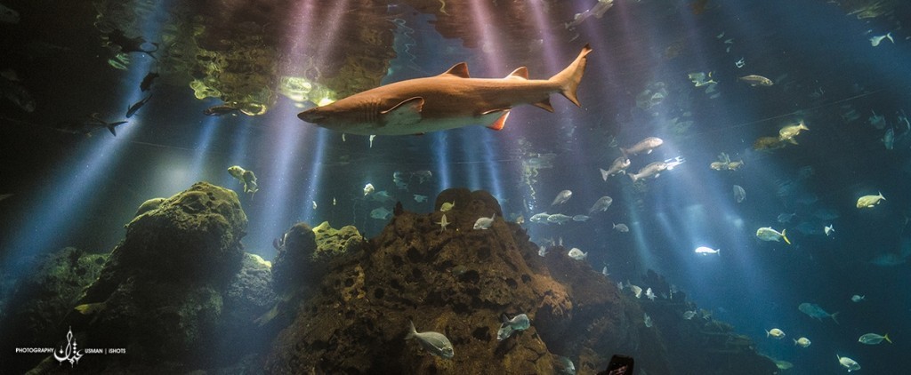 Three zones in one aquarium , Kuwait . : KUWAIT UPTO DATE