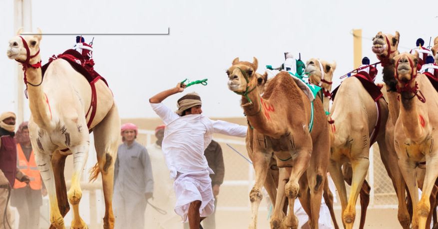 Camel Race in Kuwait - KUWAIT UPTO DATE : KUWAIT UPTO DATE